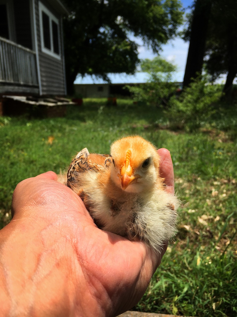 Baby Chick Comfort - Free photo on Pixabay