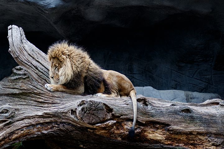 100+ Free Roaring Lion & Lion Images - Pixabay