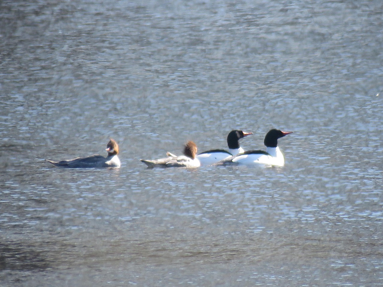 Mergansers Aves - Foto gratis en Pixabay - Pixabay