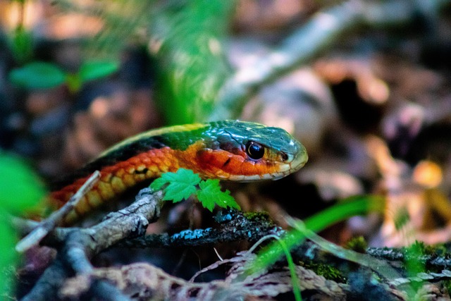 Cobra Floresta Natureza - Foto gratuita no Pixabay - Pixabay