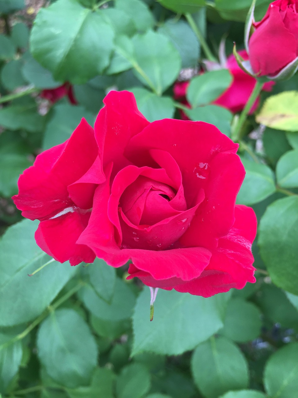 Rose Blume Brooklyn Botanical - Kostenloses Foto auf Pixabay - Pixabay