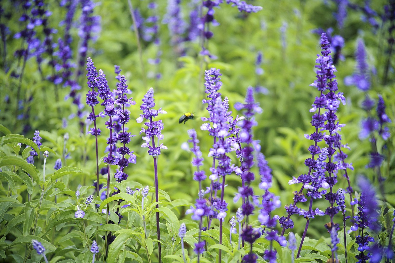 Lavenders ผึ้ง สีม่วง - ภาพฟรีบน Pixabay - Pixabay