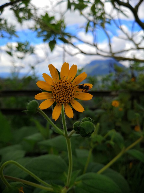 Sabah Gunung Alam - Foto gratis di Pixabay - Pixabay