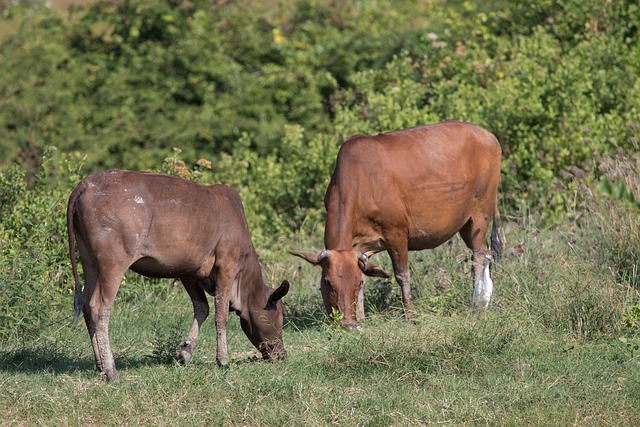 Cow Outdoor Forest - Free photo on Pixabay - Pixabay