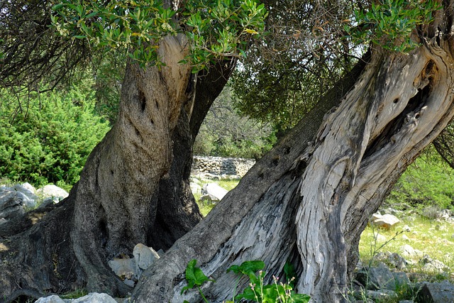 Olive Trees Old Tribe - Free photo on Pixabay
