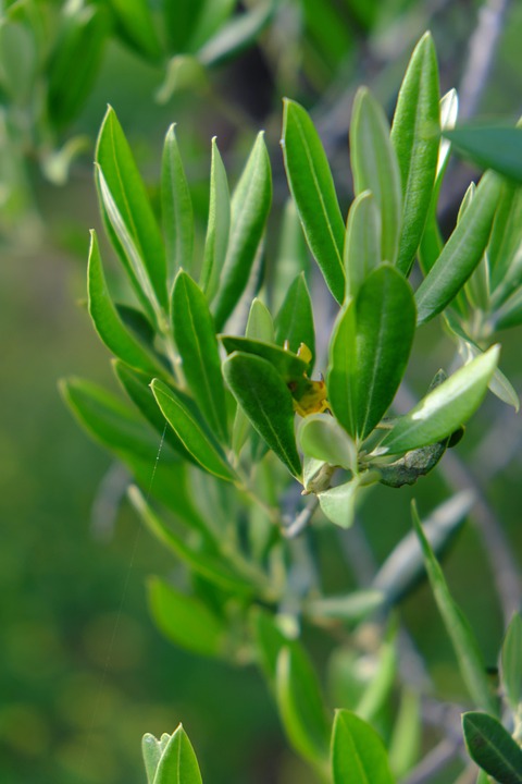 Olive Branch Olives Tree - Free photo on Pixabay - Pixabay