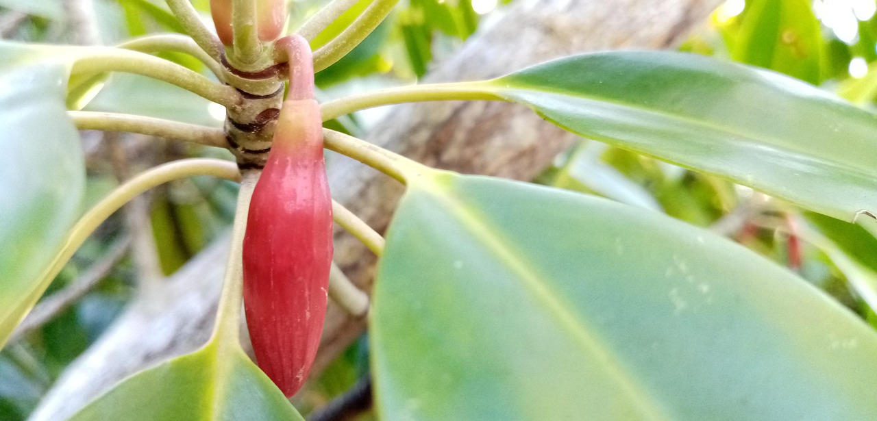 Mangrove Flower Philippines - Free photo on Pixabay - Pixabay