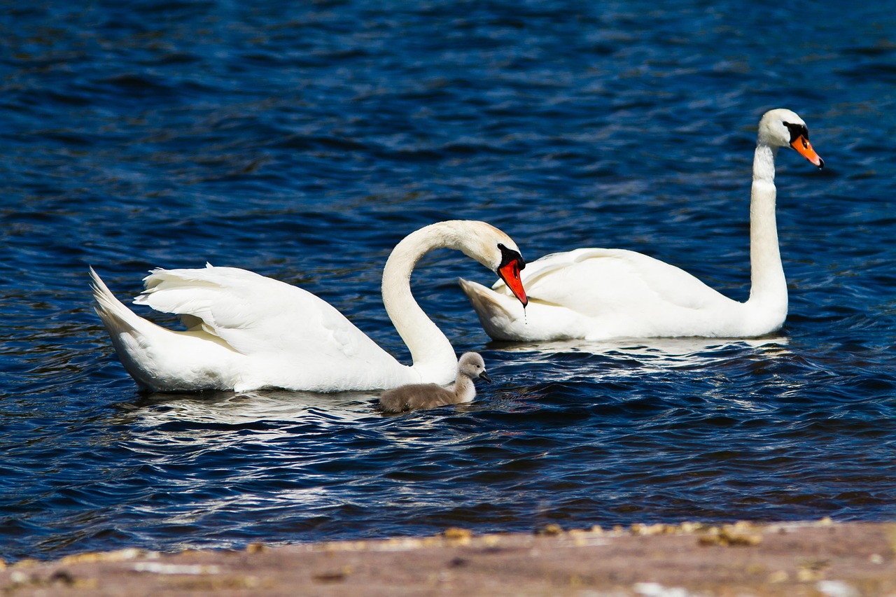 Los Cisnes Cisne Familia - Foto gratis en Pixabay - Pixabay