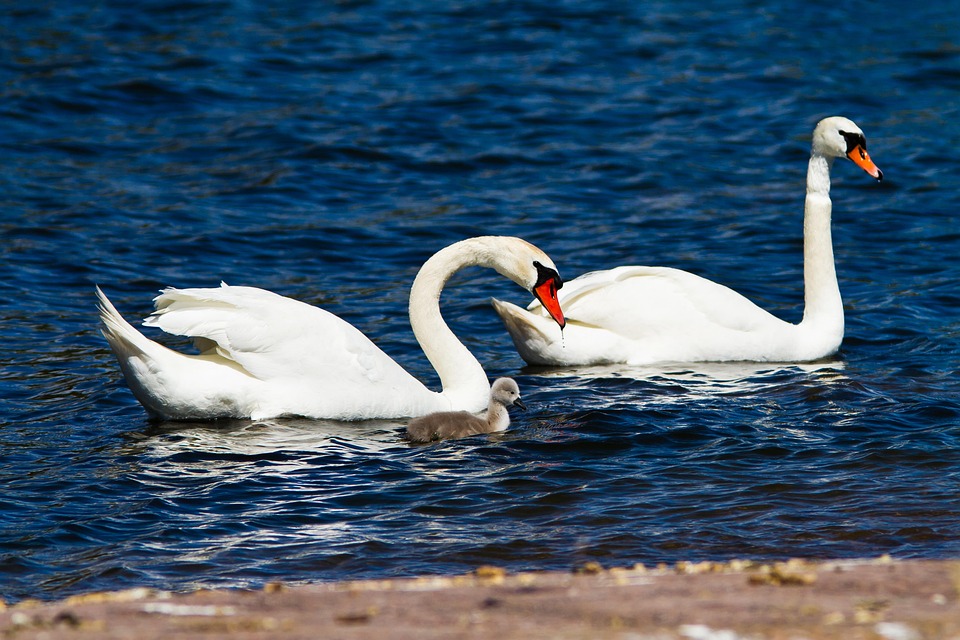 Angsa Mute Swan Keluarga - Foto gratis di Pixabay