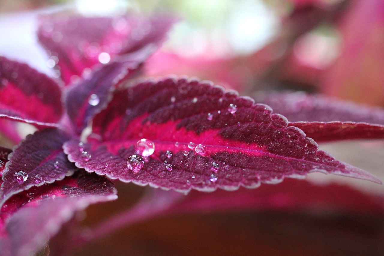 Planta Ortiga Coloreada Gota De - Foto gratis en Pixabay - Pixabay