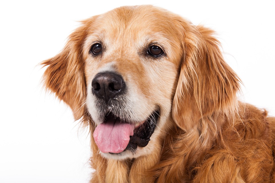 Golden Retriever Face White Background
