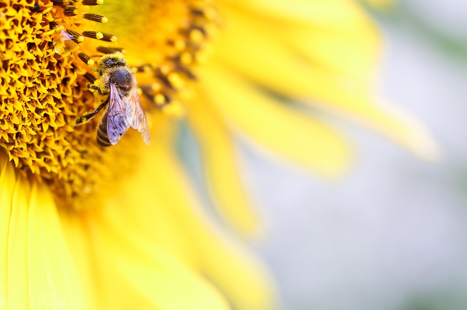 Abeille Tournesol Pollen - Photo gratuite sur Pixabay - Pixabay