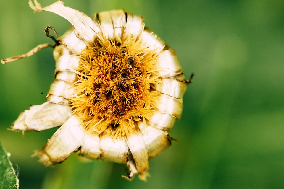 Daisy Withered Plant - Free photo on Pixabay - Pixabay