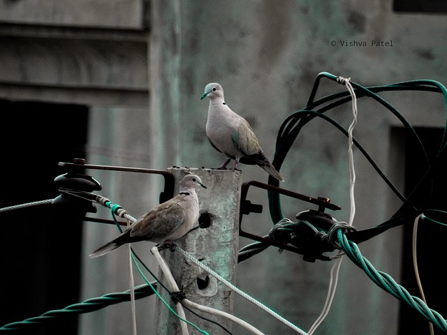 Hollow Burung Fotografi - Foto gratis di Pixabay - Pixabay