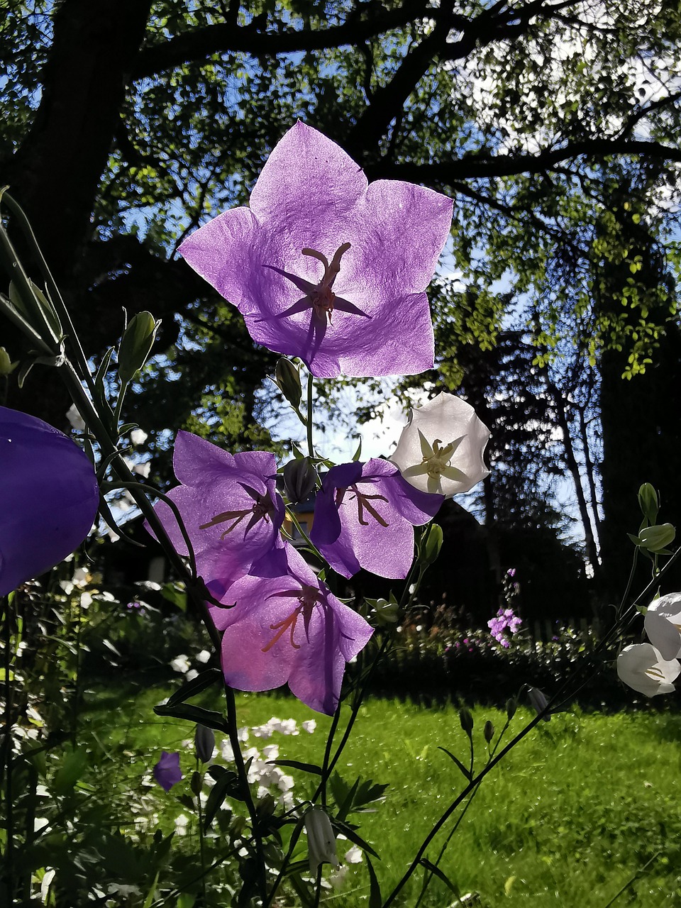 Bunga Lonceng Kebun Pertapa Jerman - Foto gratis di Pixabay - Pixabay