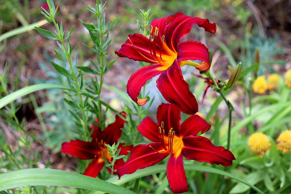 Daylilies Flowers Color Pink - Free photo on Pixabay - Pixabay
