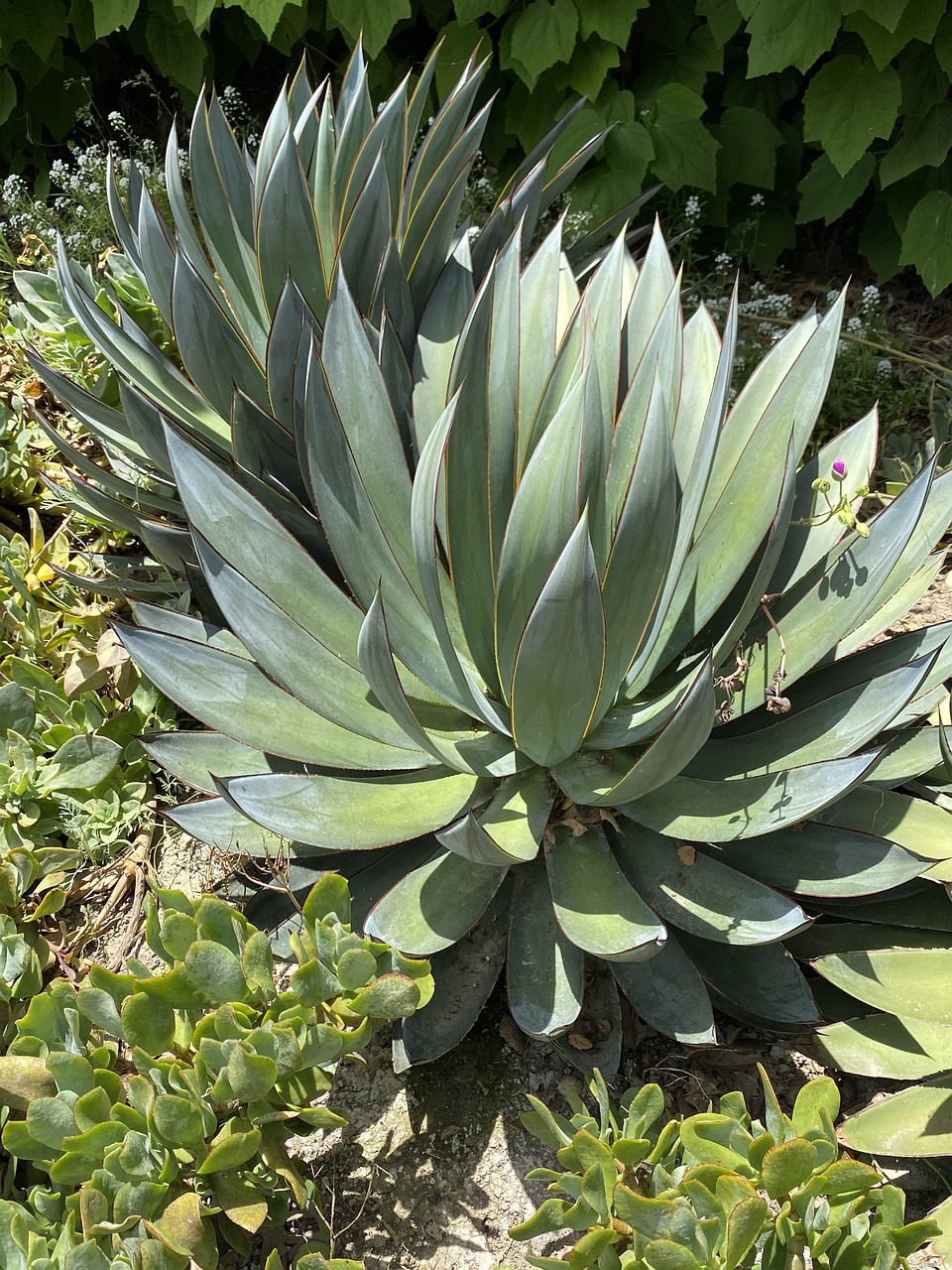 Plantes Succulentes Jardin - Photo gratuite sur Pixabay - Pixabay