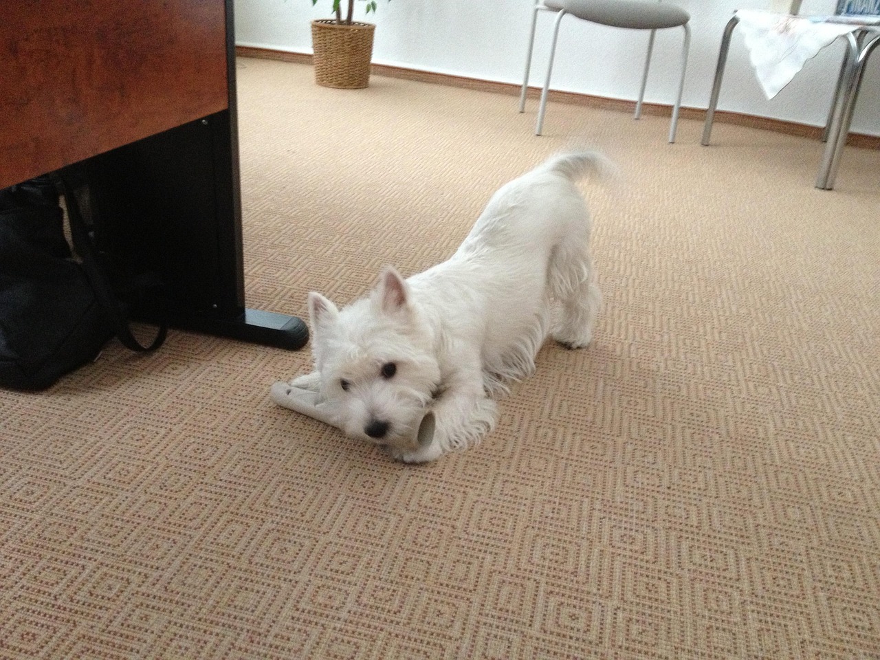 West Highland White Terrier Hund - Foto gratuita no Pixabay - Pixabay