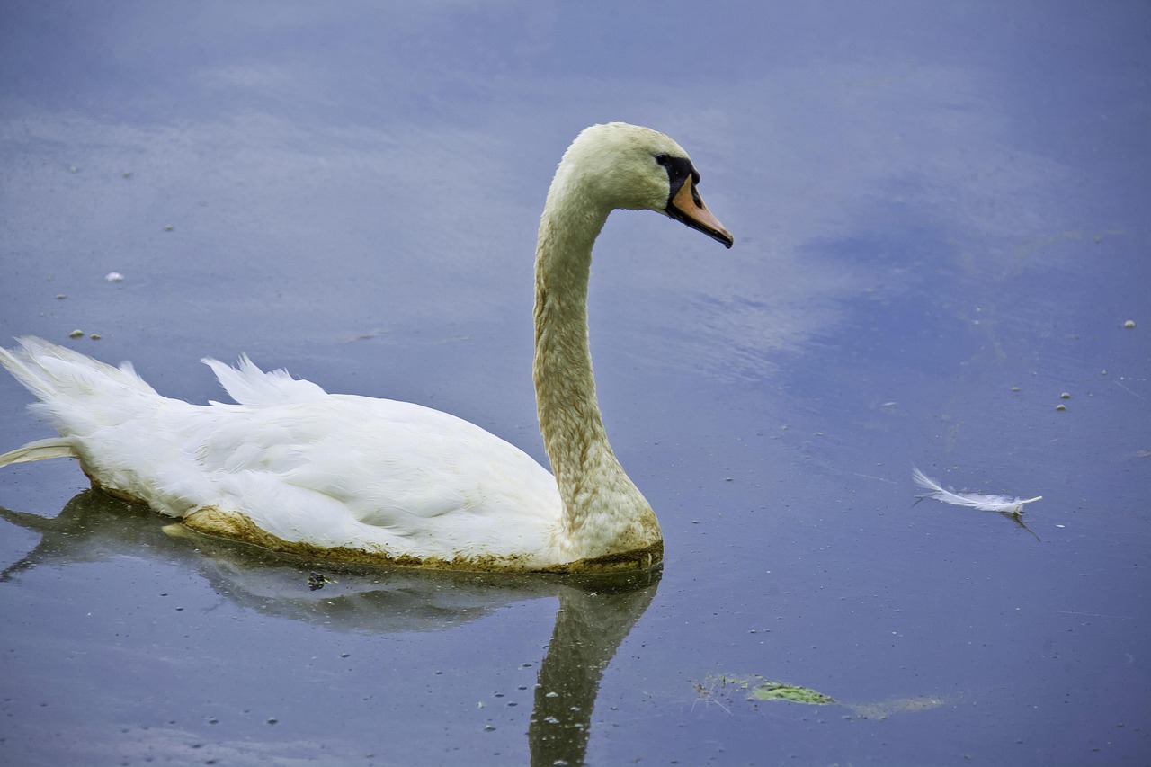 Cisne Fauna Silvestre Agua - Foto gratis en Pixabay - Pixabay