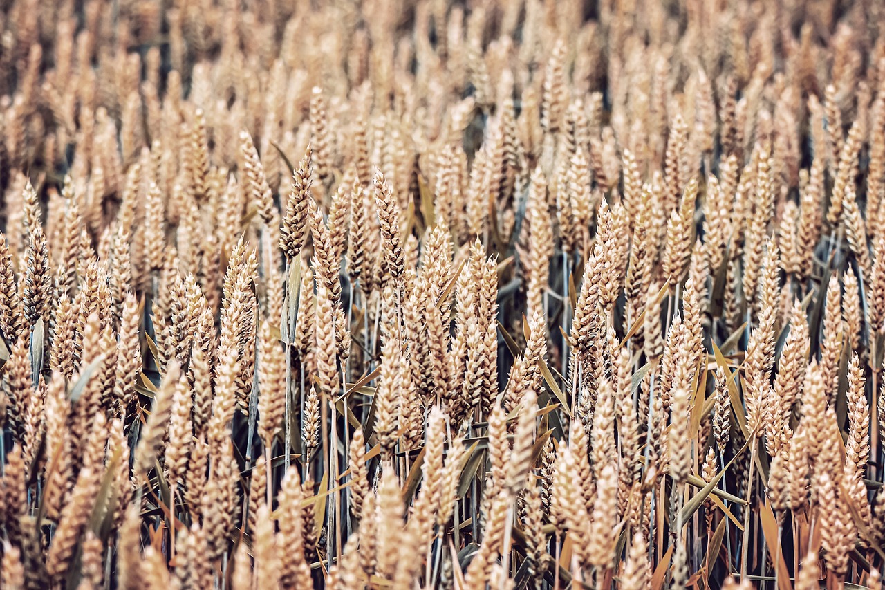 Cereals Field Nature - Free photo on Pixabay