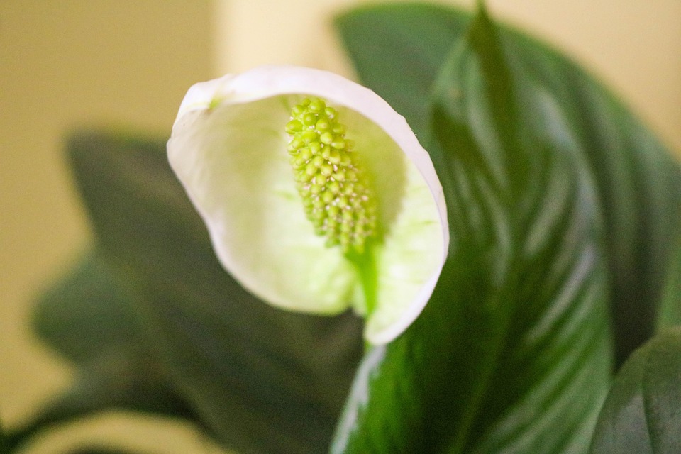 Planta Flor Blanco - Foto gratis en Pixabay - Pixabay