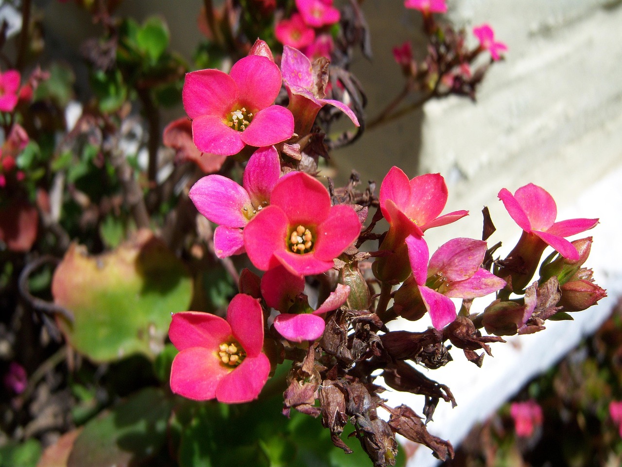 Fleurs Fuchsia - Photo gratuite sur Pixabay - Pixabay