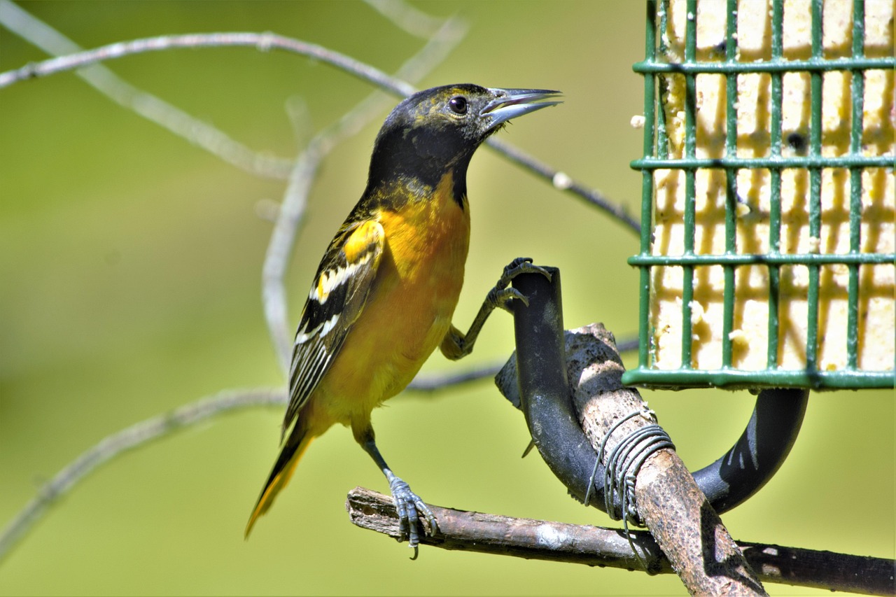 100+ Free Oriole & Bird Images - Pixabay