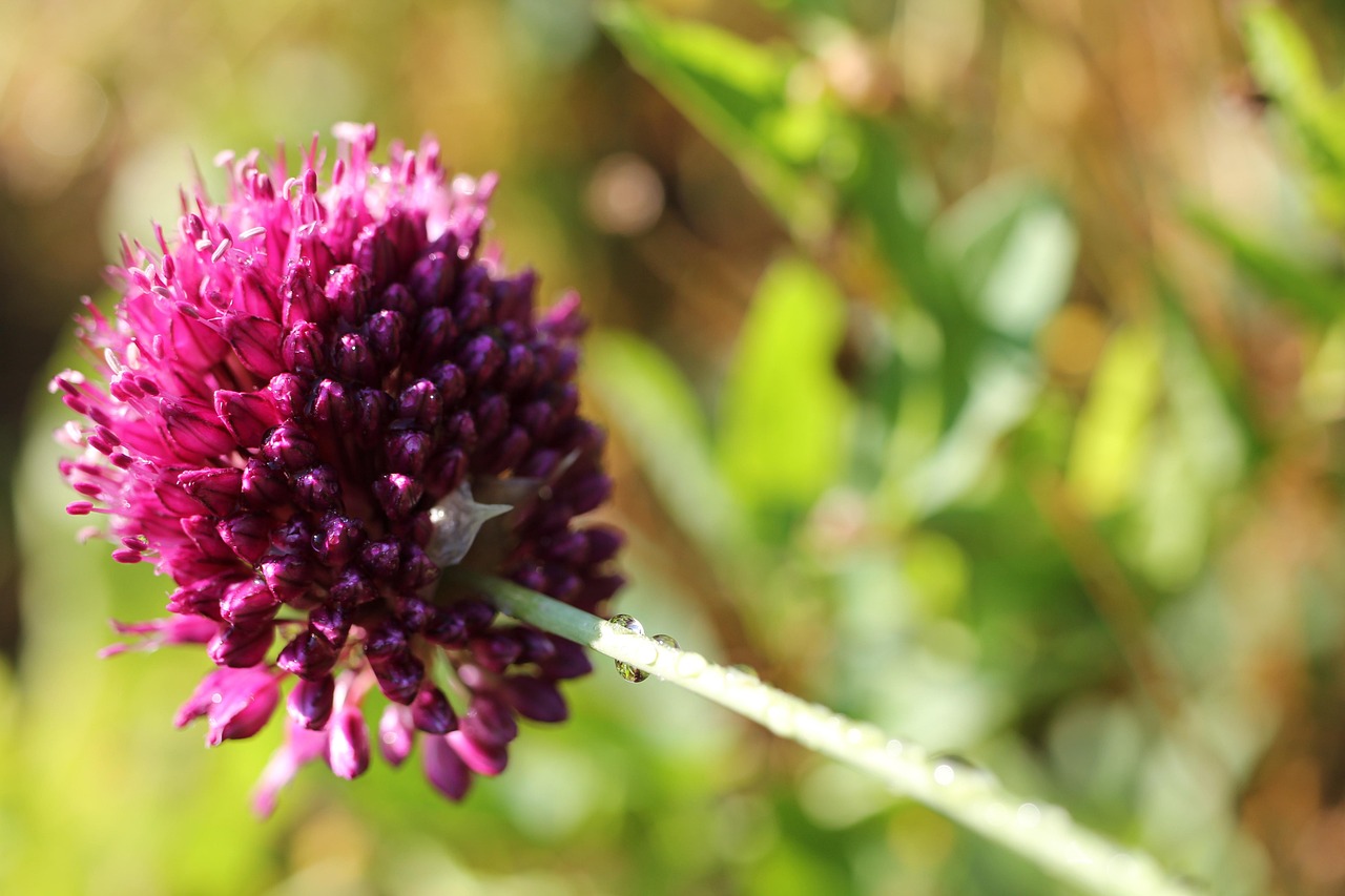 Blossom Bloom Drops - Free photo on Pixabay