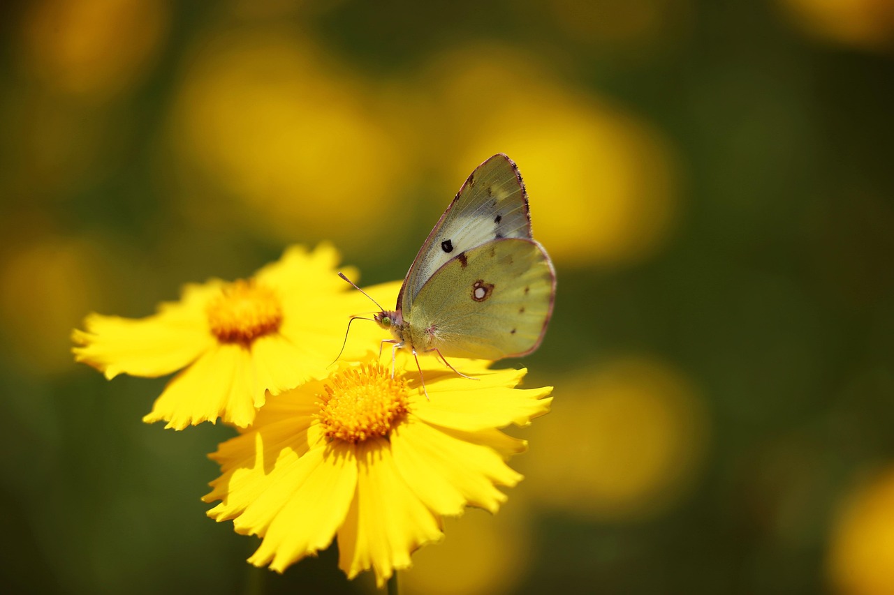 Butterfly On The Yellow Flower - Free photo on Pixabay