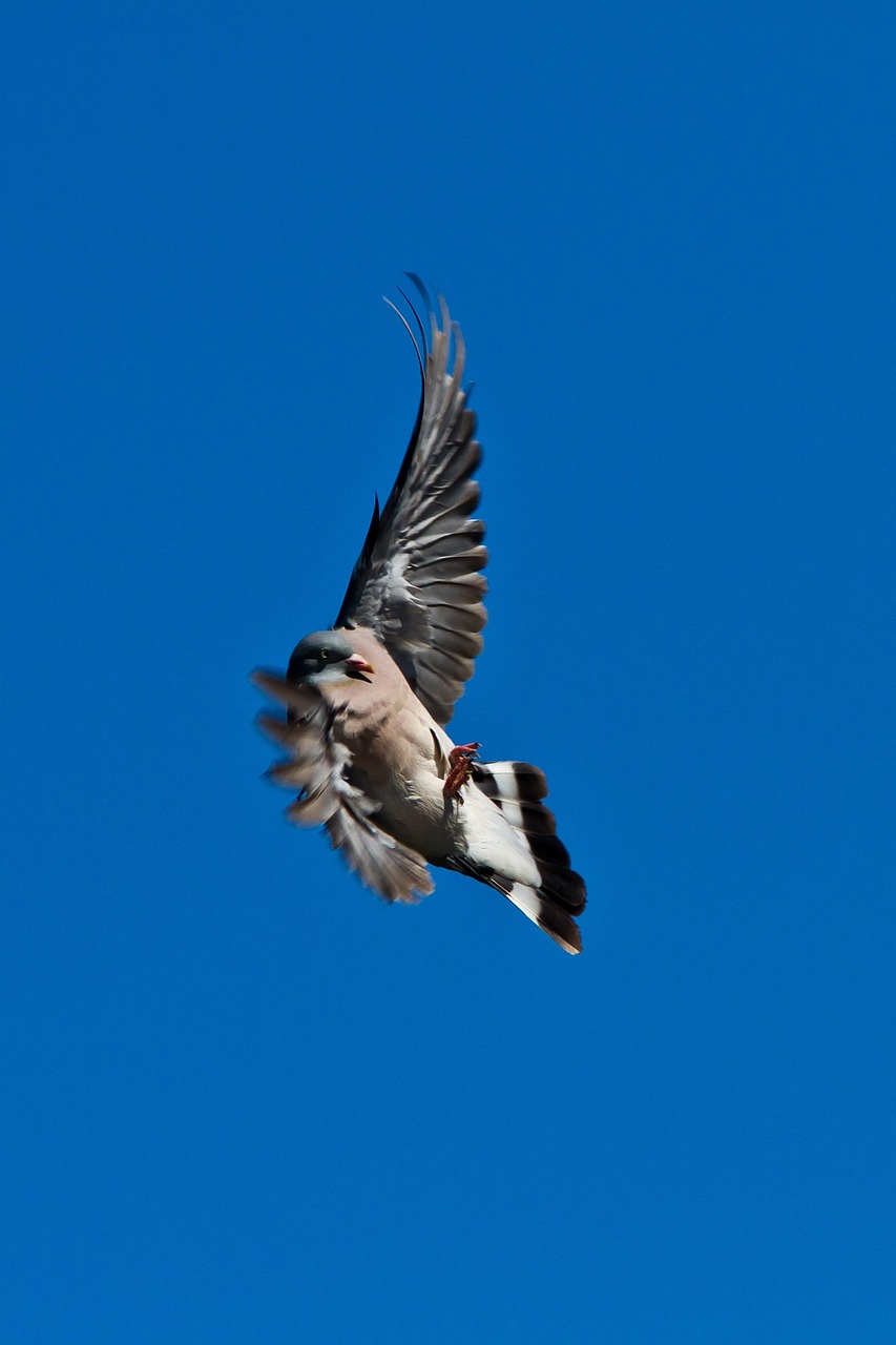 Wood Pigeon Wings - Free photo on Pixabay