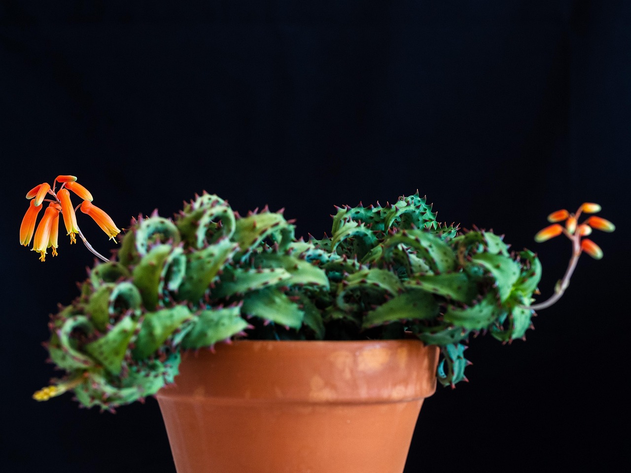 Flowering Bloom Succulent - Free photo on Pixabay - Pixabay