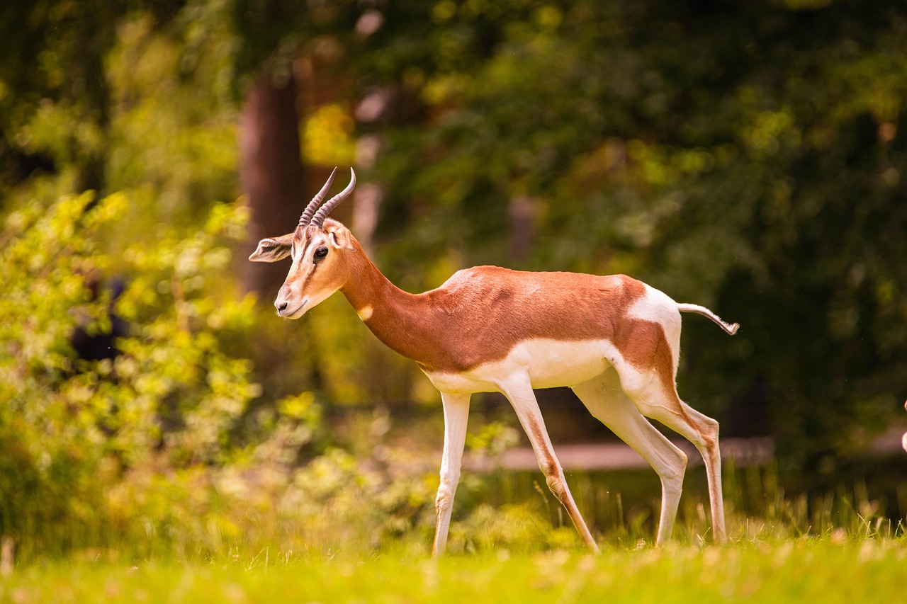 200+ Free Zimbabwe & Africa Images - Pixabay