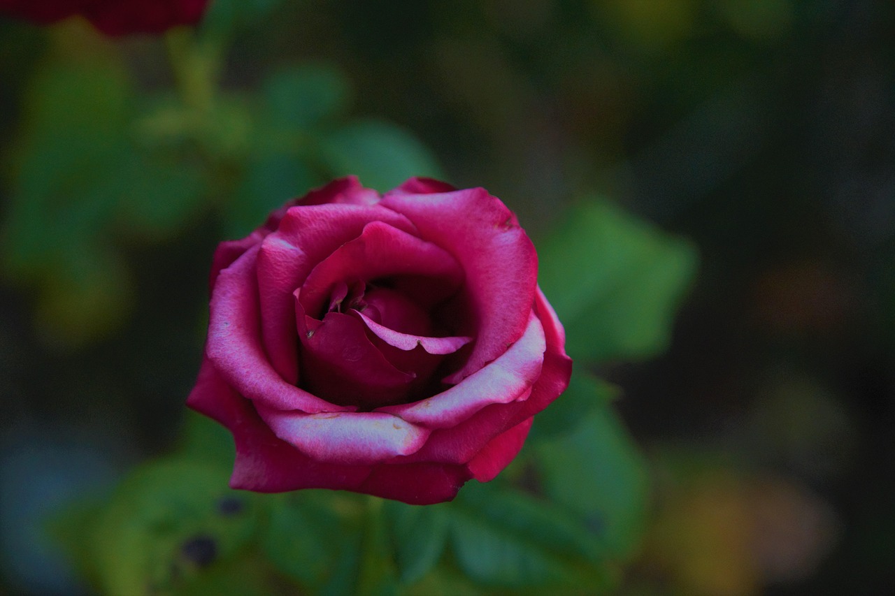 Rose Nature Herb - Free photo on Pixabay - Pixabay