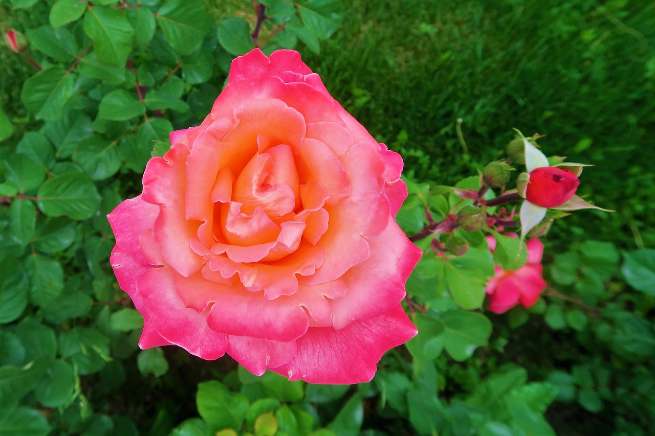 Rose Nature Herb - Free photo on Pixabay - Pixabay