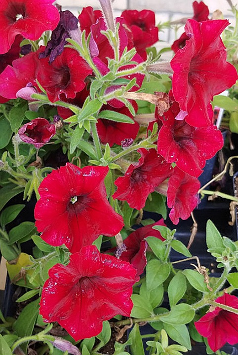 Petunia Kukka Vakiotyyppi - Ilmainen valokuva Pixabayssa - Pixabay
