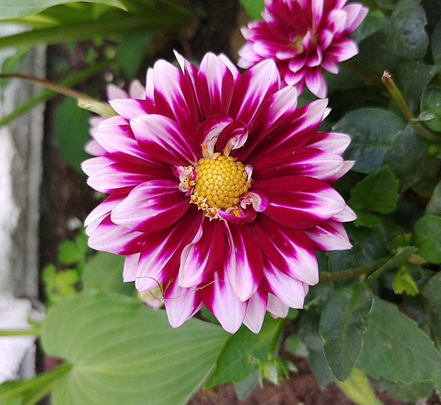 Dahlia Bunga Bloom - Foto gratis di Pixabay - Pixabay