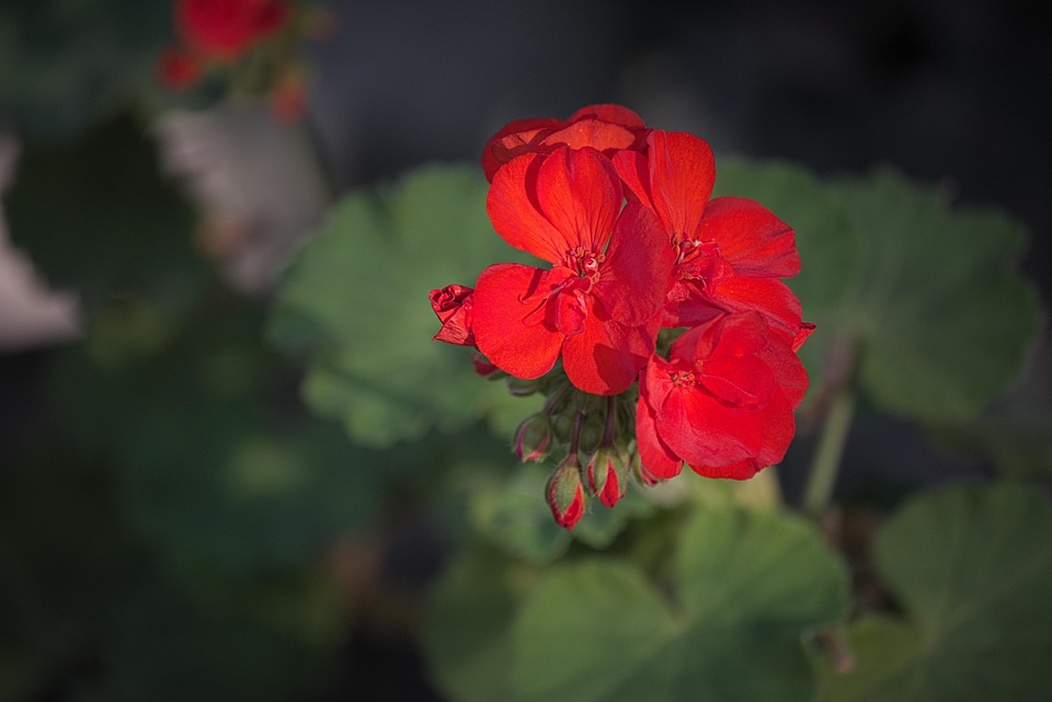 Geranium Zonsondergang Bloem - Gratis foto op Pixabay - Pixabay