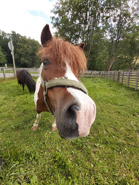 Pony Horse Snout - Free photo on Pixabay - Pixabay