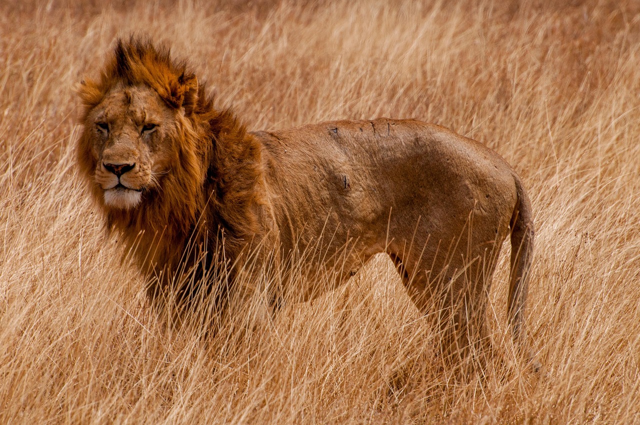 Tanzania Animal África - Foto gratis en Pixabay - Pixabay