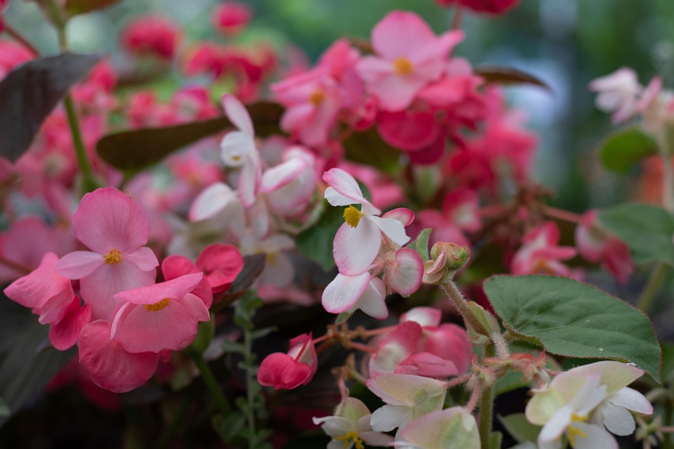 Begonia Rose White Pink Around The - Free photo on Pixabay