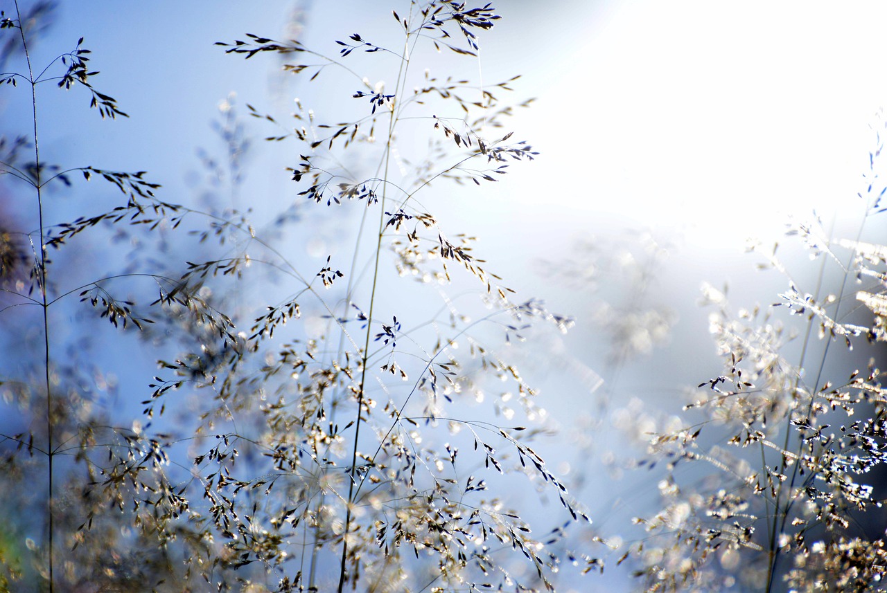Grasses Light Air - Free photo on Pixabay - Pixabay
