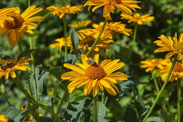 Bunga Aster Kuning Kebun - Foto gratis di Pixabay - Pixabay
