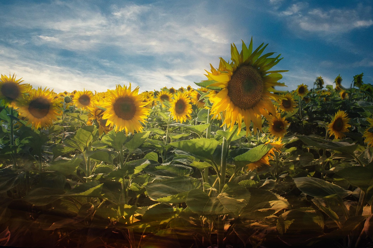Bunga Matahari Bunga-Bunga Flora - Foto gratis di Pixabay - Pixabay