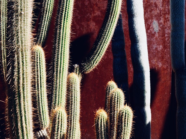 Cactus Jardin Épineux - Photo gratuite sur Pixabay - Pixabay