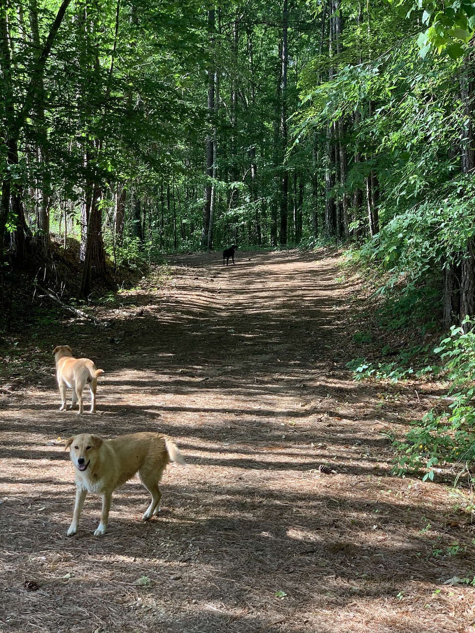 Country Pathways - Free photo on Pixabay - Pixabay