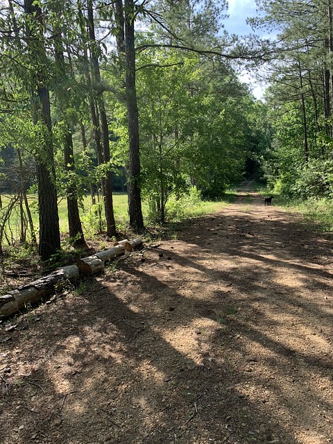 Country Pathways - Free photo on Pixabay - Pixabay