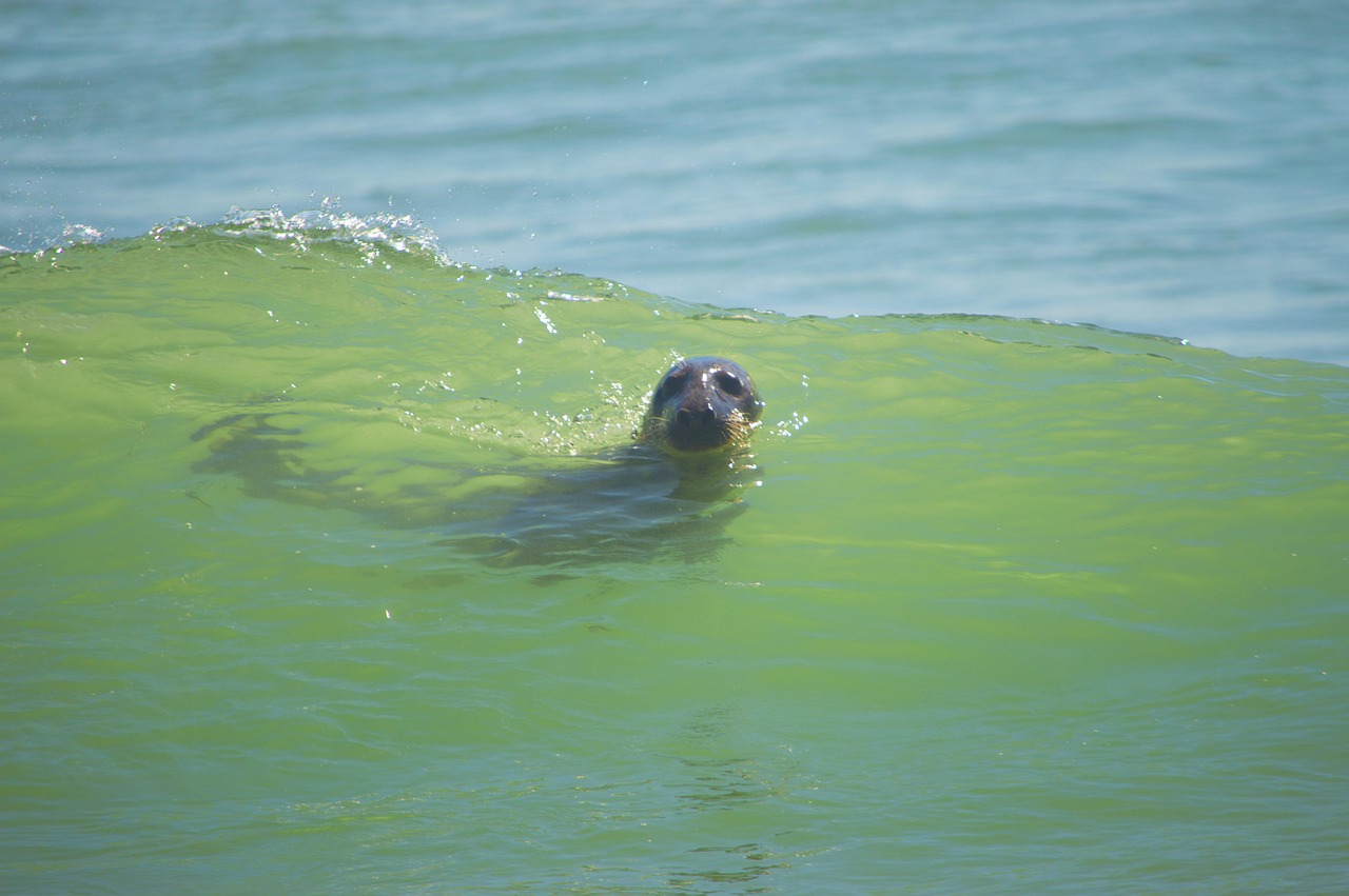 Capecod Zegel Strand Dieren In Het - Gratis foto op Pixabay - Pixabay