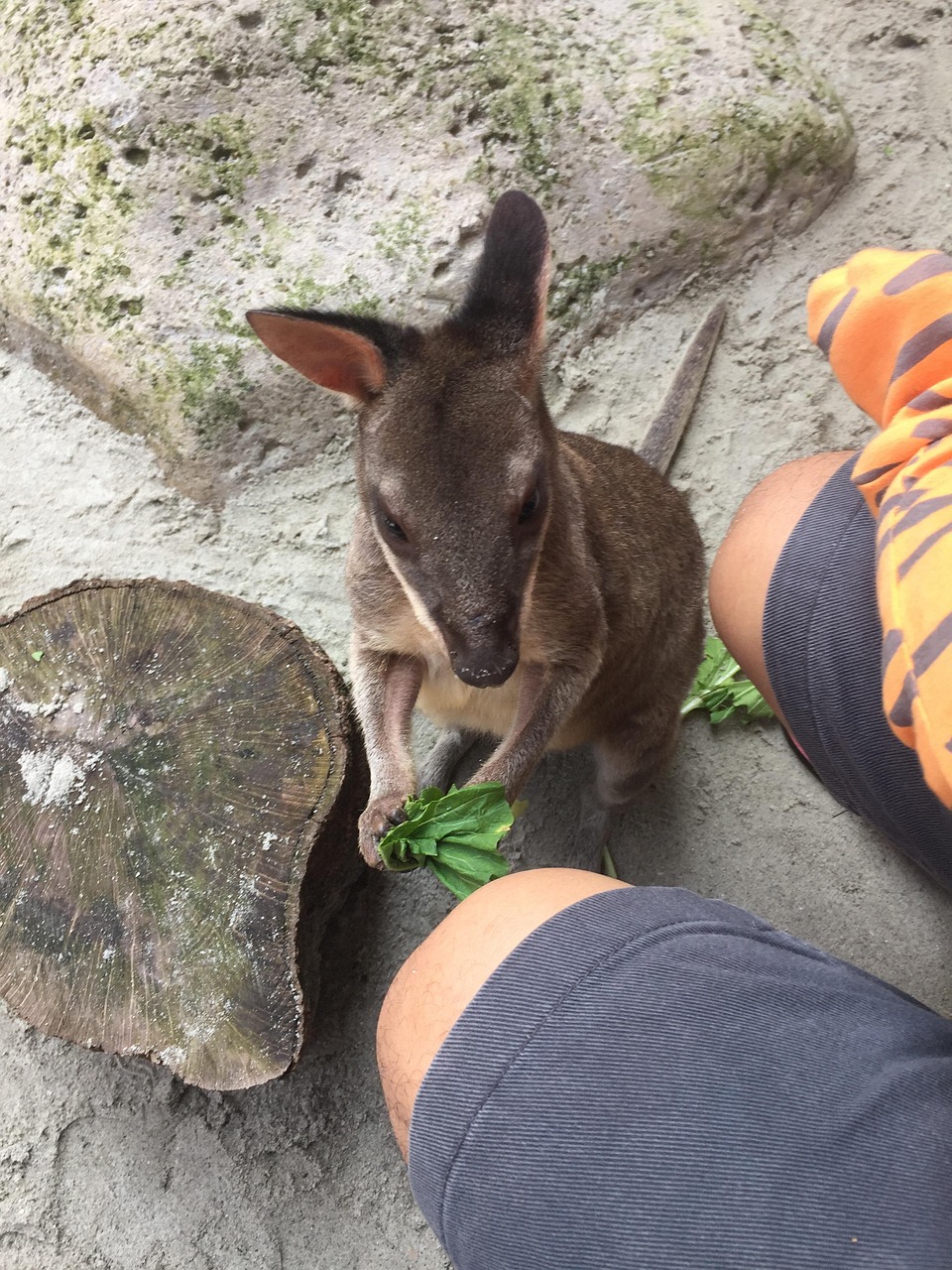 Marsupial Des Légumes Alimentation - Photo gratuite sur Pixabay - Pixabay