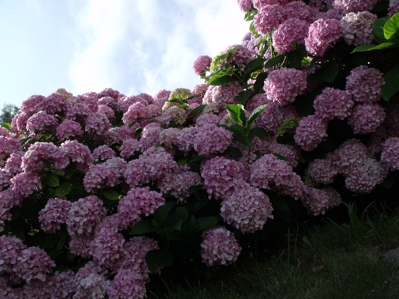 Biarritz Blumen Hortensie - Kostenloses Foto auf Pixabay - Pixabay