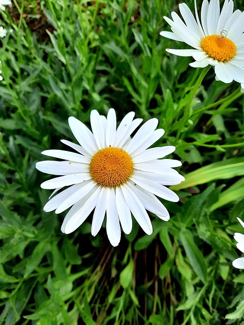 Bunga Aster Makro Putih - Foto gratis di Pixabay - Pixabay